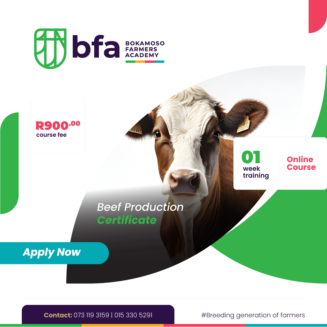 Beef Production | BFA | Bokamoso Farmers Academy
