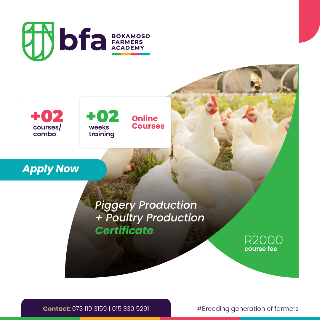Piggery and Poultry Production | BFA | Bokamoso Farmers Academy